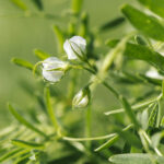 Lentil Reproductive & Maturity Staging Guide | Saskatchewan Pulse Growers