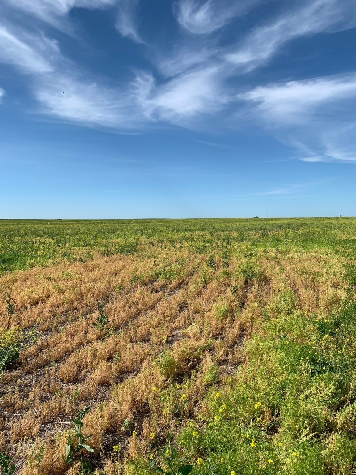 Root Rots: A Complex International Challenge | Saskatchewan Pulse Growers