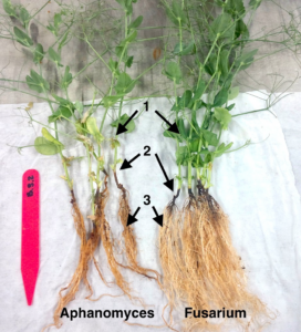 Aphanomyces Root Rot in Pulse Crops | Saskatchewan Pulse Growers
