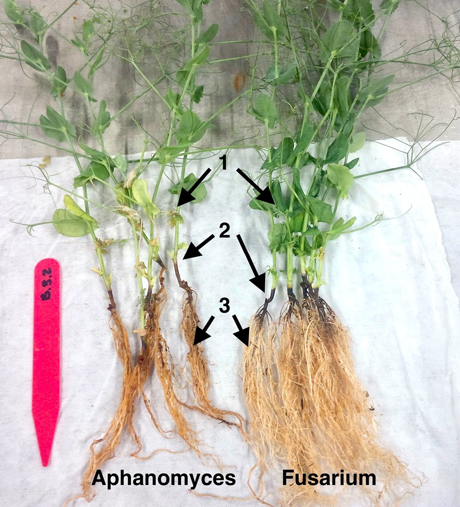 Aphanomyces Root Rot in Pulse Crops | Saskatchewan Pulse Growers