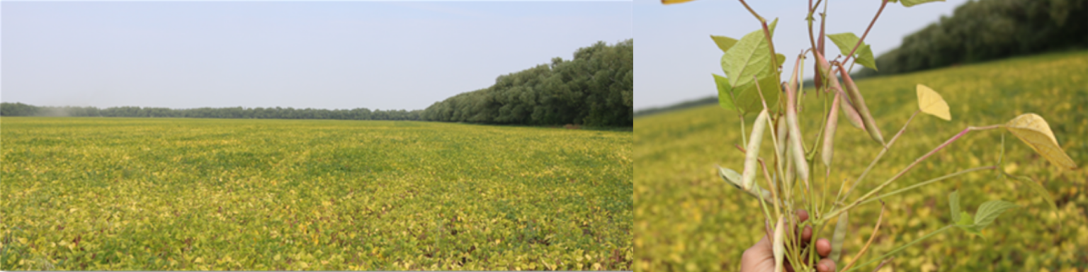 Narrow-Row Dry Bean Production | Saskatchewan Pulse Growers