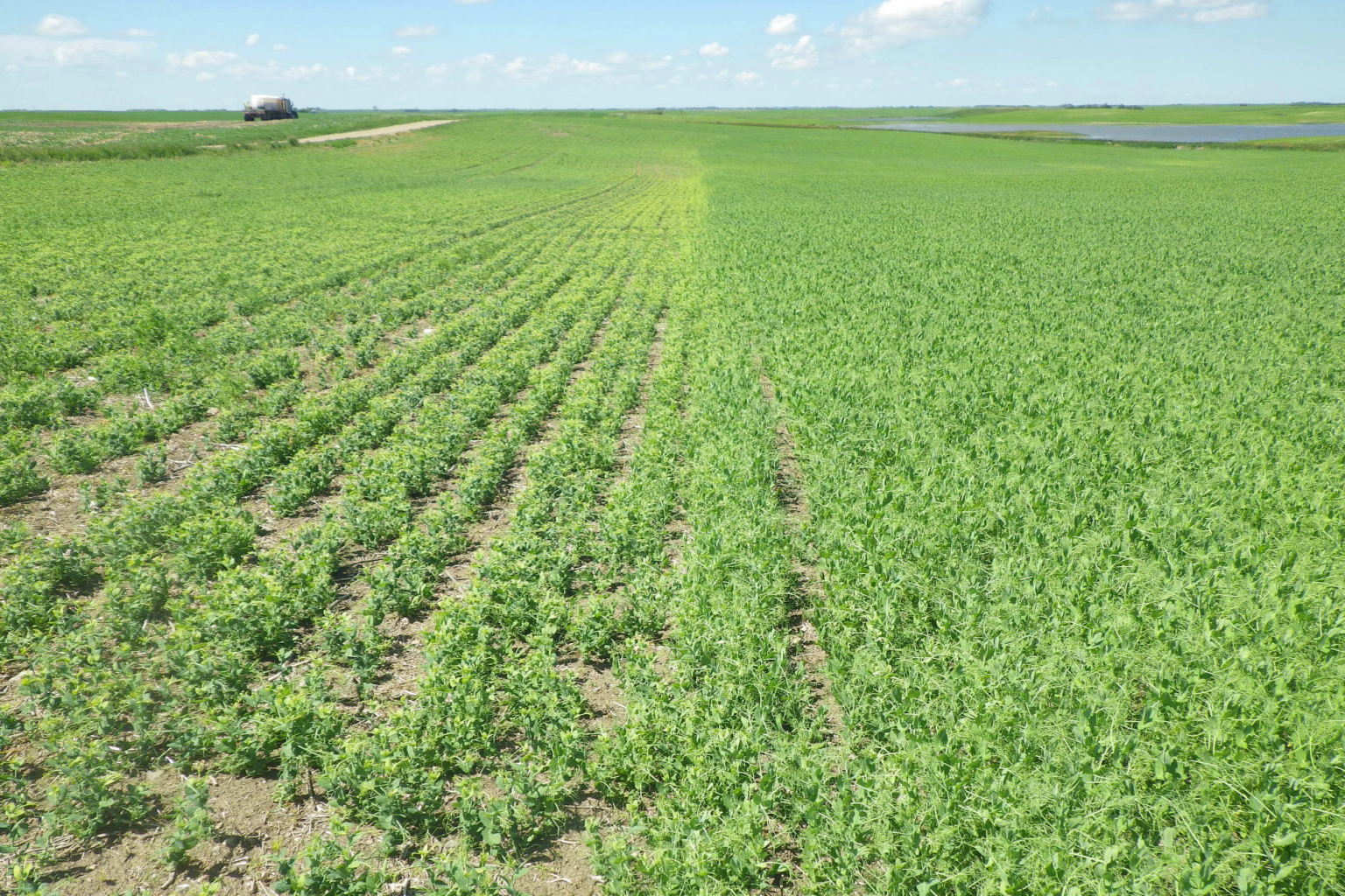 Herbicide Injury in Pulse Crops | Saskatchewan Pulse Growers