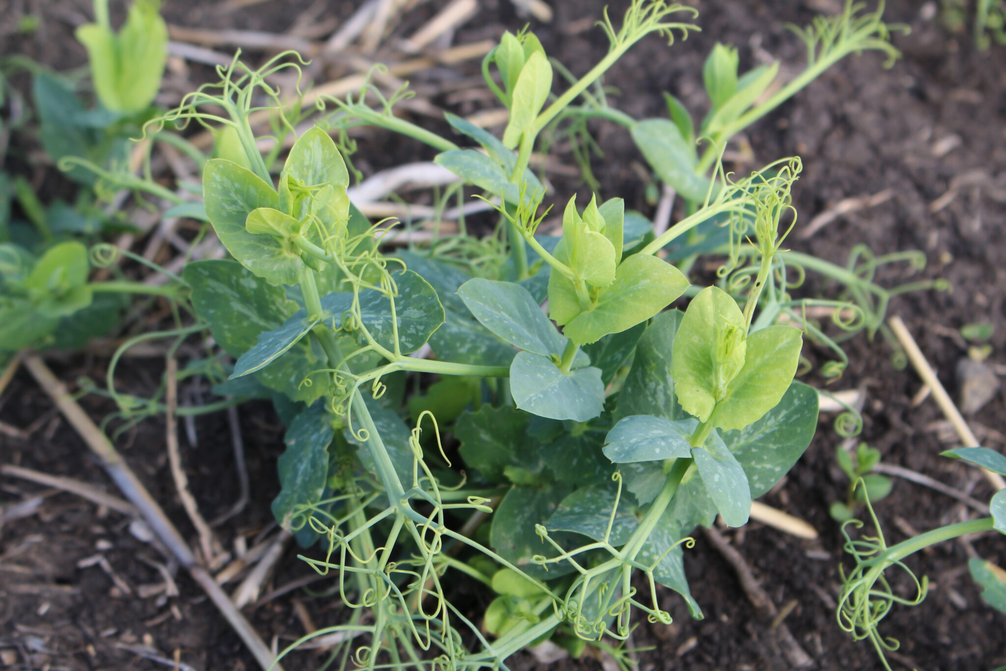 Herbicide Injury in Pulse Crops | Saskatchewan Pulse Growers