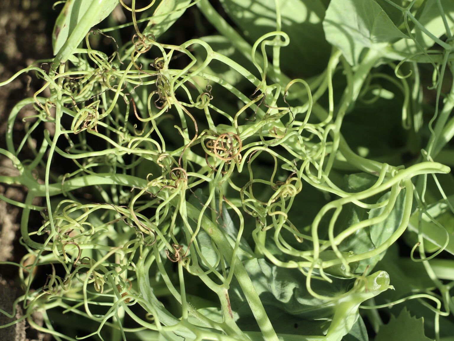 Herbicide Injury in Pulse Crops | Saskatchewan Pulse Growers