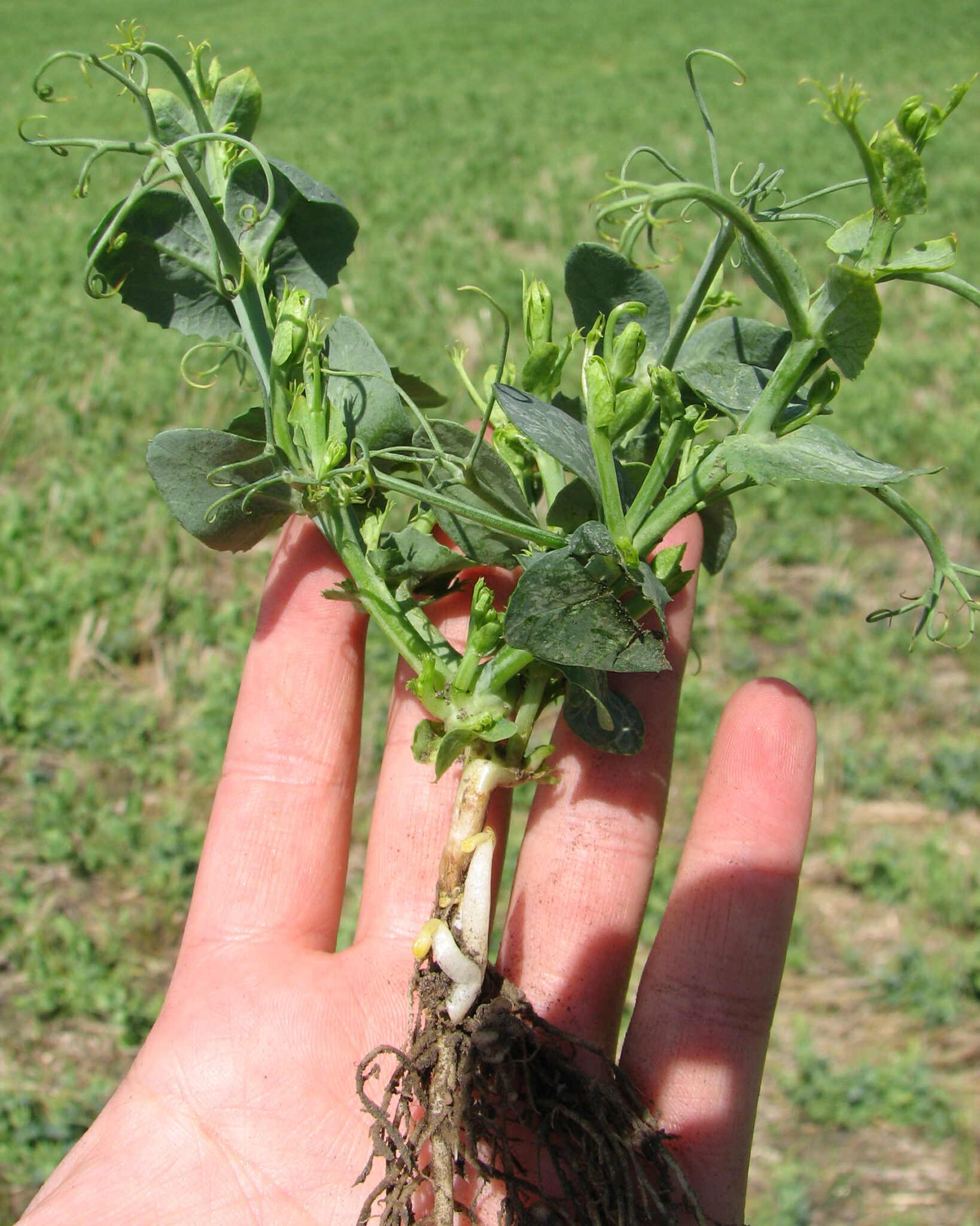 Herbicide Injury in Pulse Crops | Saskatchewan Pulse Growers