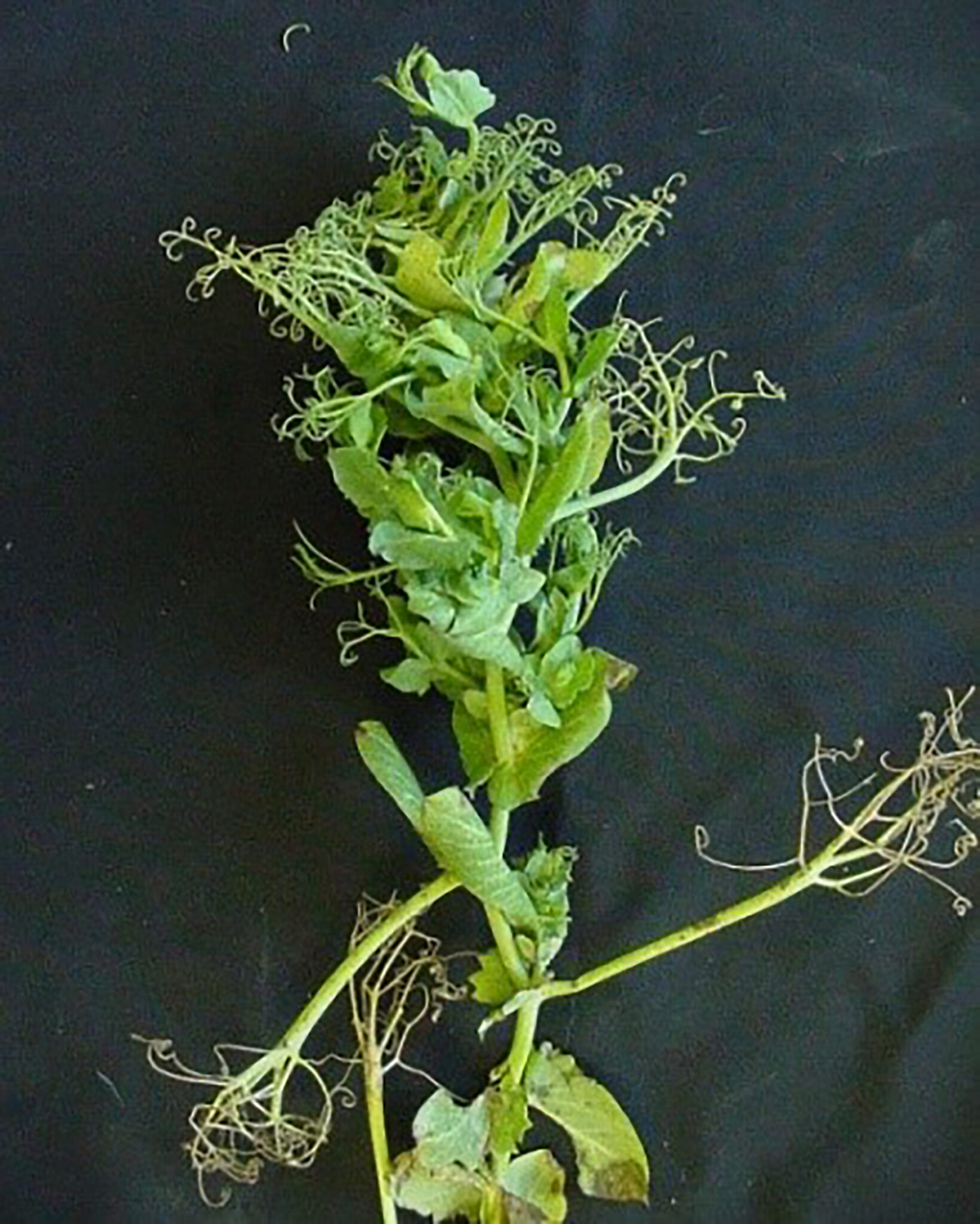 Herbicide Injury in Pulse Crops | Saskatchewan Pulse Growers