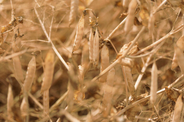 Pea Growth Staging Guide | Saskatchewan Pulse Growers