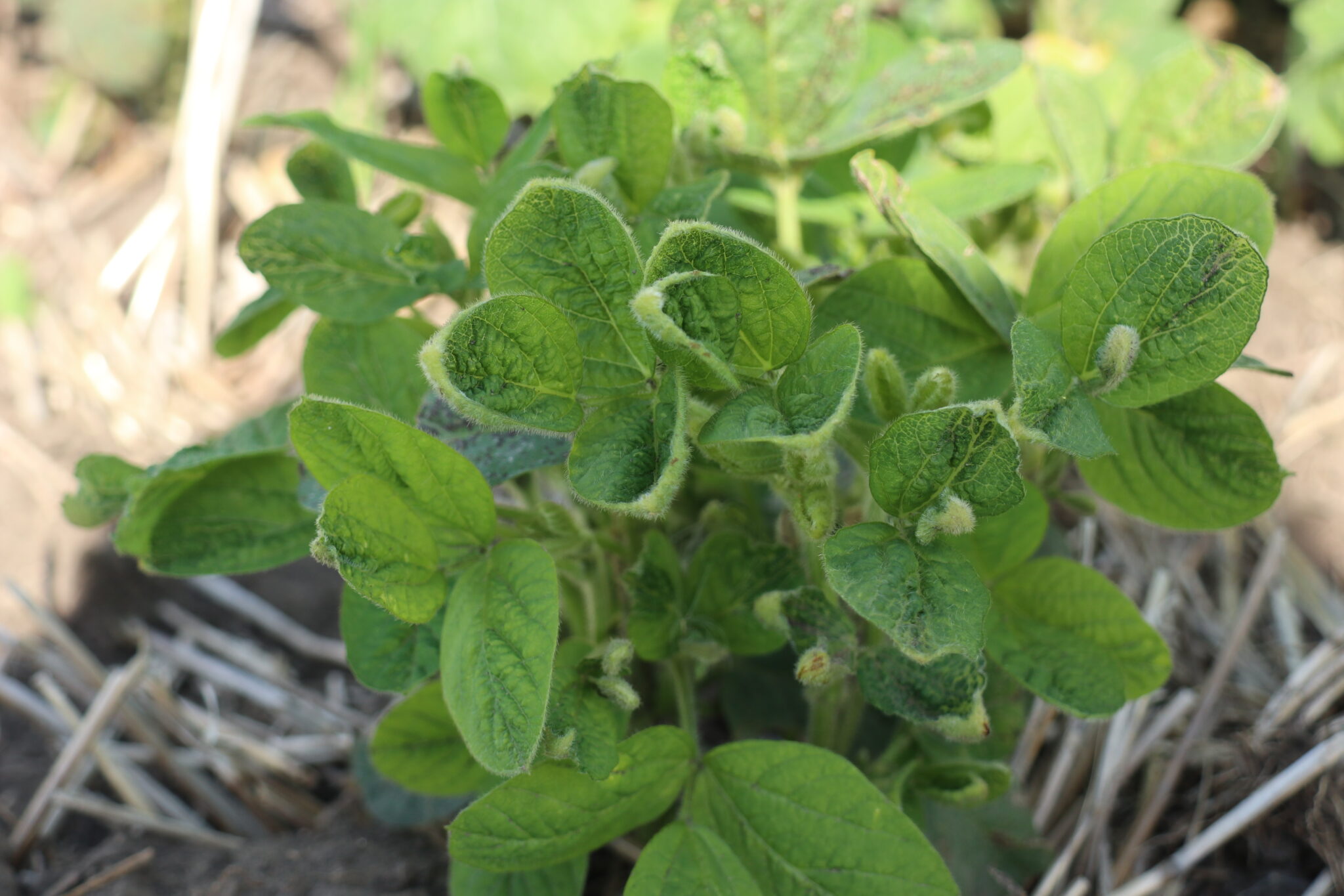 Herbicide Injury in Pulse Crops | Saskatchewan Pulse Growers