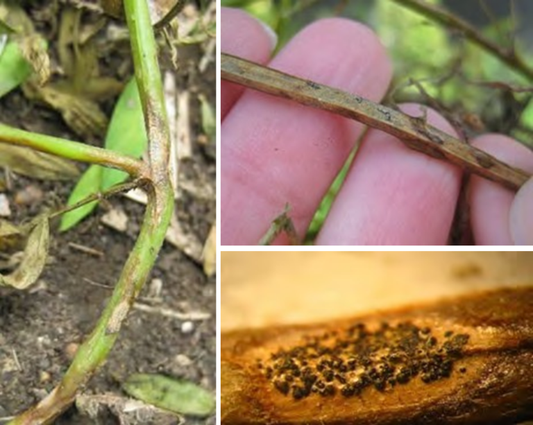 Fungicide Decision Support Checklist for Lentils | Saskatchewan Pulse ...