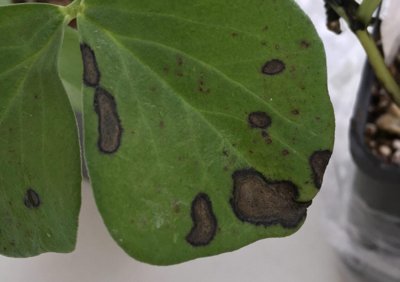 Identifying & Managing Disease in Faba Bean Crops | Saskatchewan Pulse ...