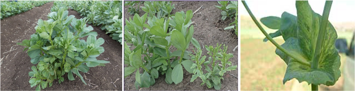 Viruses in Saskatchewan Pulse Crops | Saskatchewan Pulse Growers