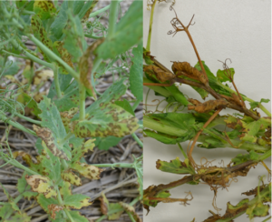Bacterial Blight in Peas | Saskatchewan Pulse Growers