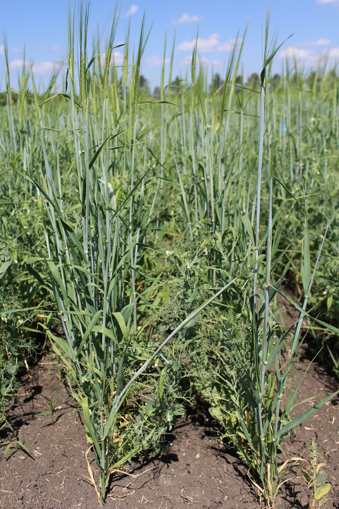 Understanding Forage Pea Varieties | Saskatchewan Pulse Growers