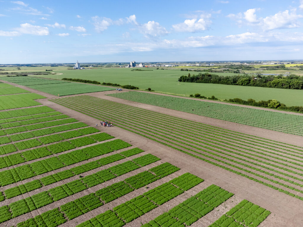 Peas Seeding | Saskatchewan Pulse Growers