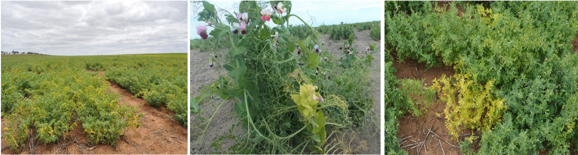 Viruses in Saskatchewan Pulse Crops | Saskatchewan Pulse Growers