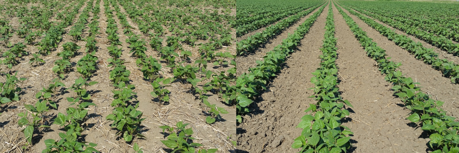 Narrow-Row Versus Wide-Row Irrigated Dry Bean Production | Saskatchewan ...