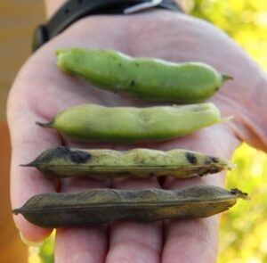 Identifying & Managing Disease in Faba Bean Crops | Saskatchewan Pulse ...