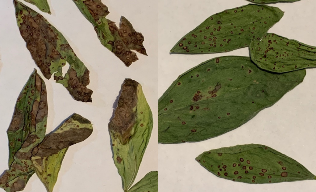 2020 Pulse Pest Survey Results | Saskatchewan Pulse Growers