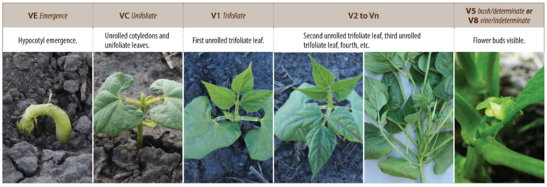 Staging Pulses for Herbicide Applications In-Crop | Saskatchewan Pulse ...