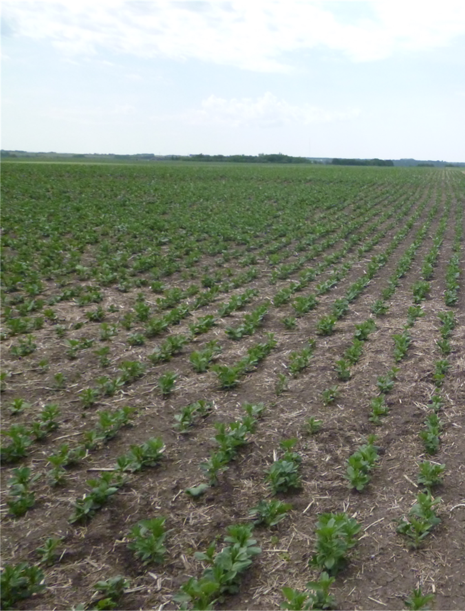 Phosphorus Response in Faba Beans | Saskatchewan Pulse Growers