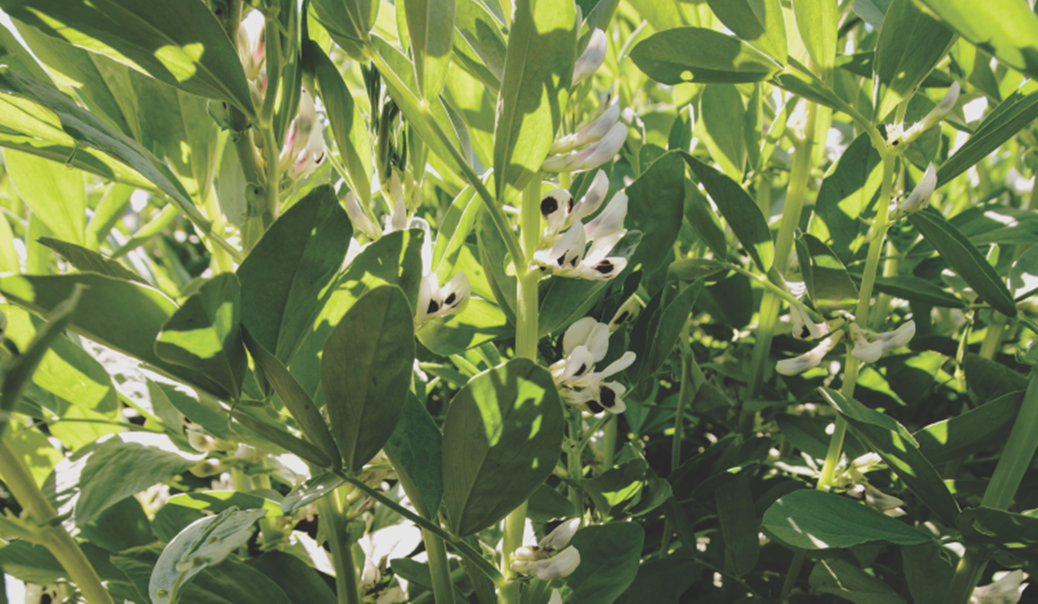 Assessing Nodulation & Nitrogen Fixation | Saskatchewan Pulse Growers