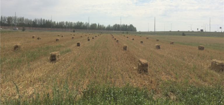 Understanding Forage Pea Varieties | Saskatchewan Pulse Growers