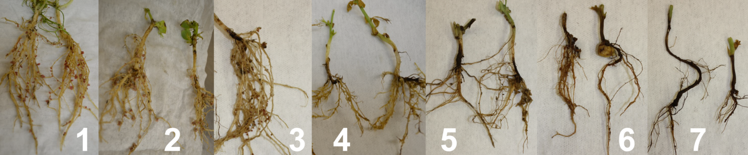 Fusarium Root Rot in Pulse Crops | Saskatchewan Pulse Growers