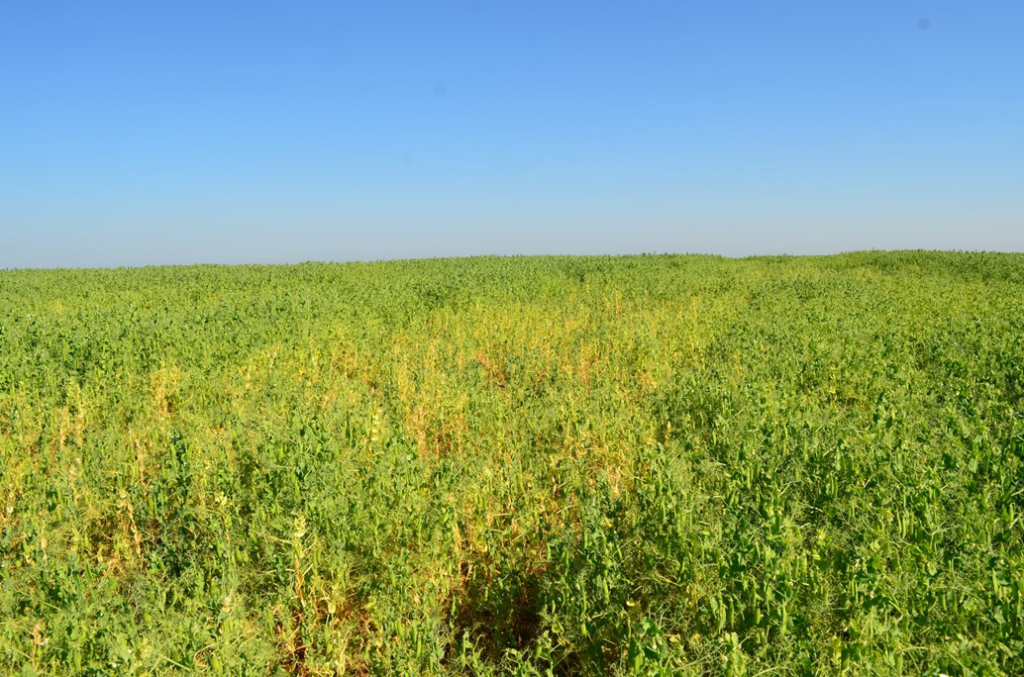 Fusarium Root Rot in Pulse Crops | Saskatchewan Pulse Growers