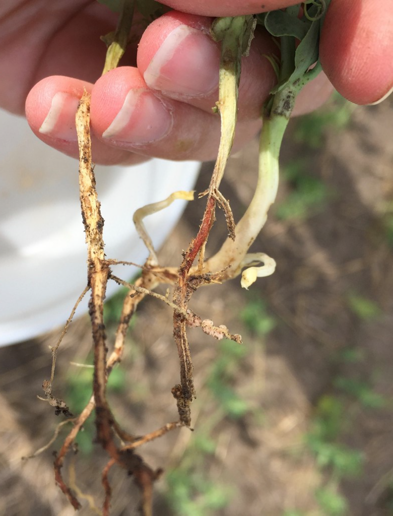 Fusarium Root Rot in Pulse Crops | Saskatchewan Pulse Growers