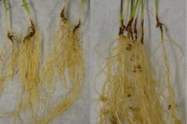Fusarium Root Rot in Pulse Crops | Saskatchewan Pulse Growers