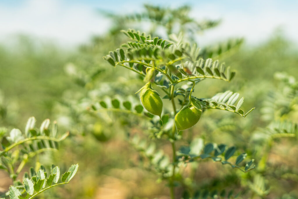Chickpeas Seeding | Saskatchewan Pulse Growers Chickpeas Seeding | Saskatchewan Pulse Growers