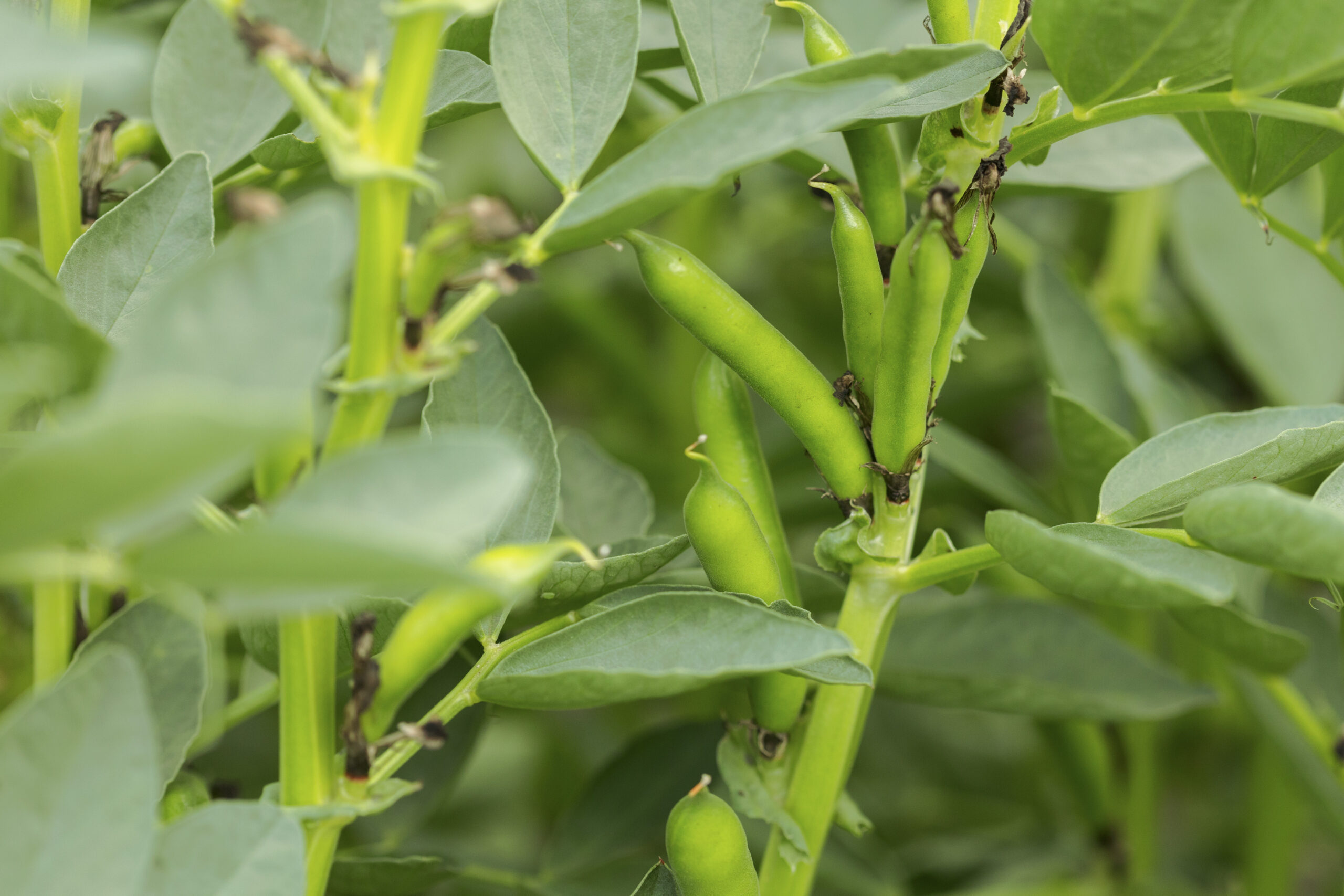 Reasons To Consider Growing Faba Beans Saskatchewan Pulse Growers Reasons To Consider Growing Faba Beans Saskatchewan Pulse Growers