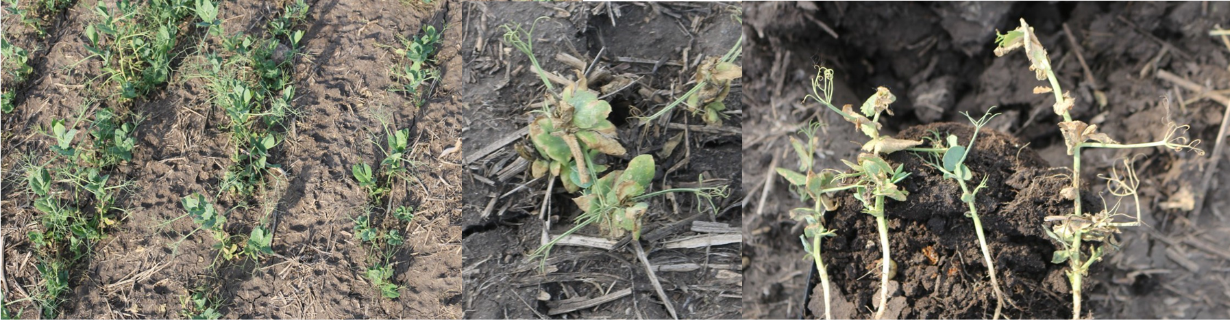 Environmental Stresses in Pulses | Saskatchewan Pulse Growers