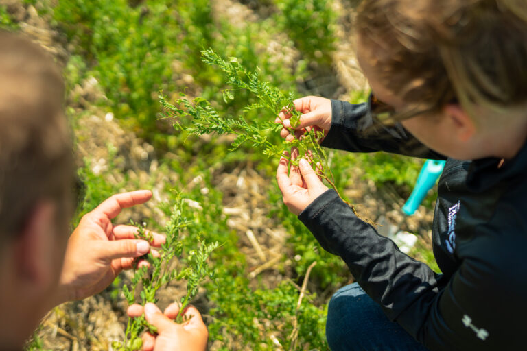 New Crop Feature: Lupin | Saskatchewan Pulse Growers