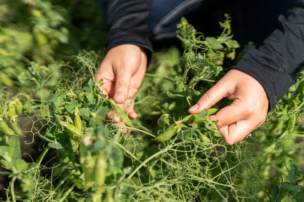 Understanding Forage Pea Varieties | Saskatchewan Pulse Growers