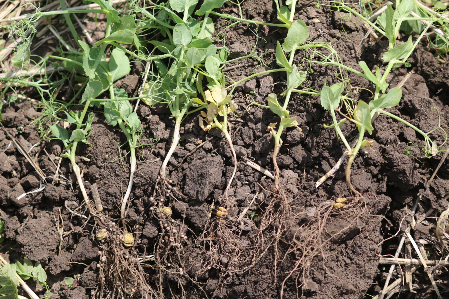 Testing for Aphanomyces and Other Root Rot Pathogens | Saskatchewan ...