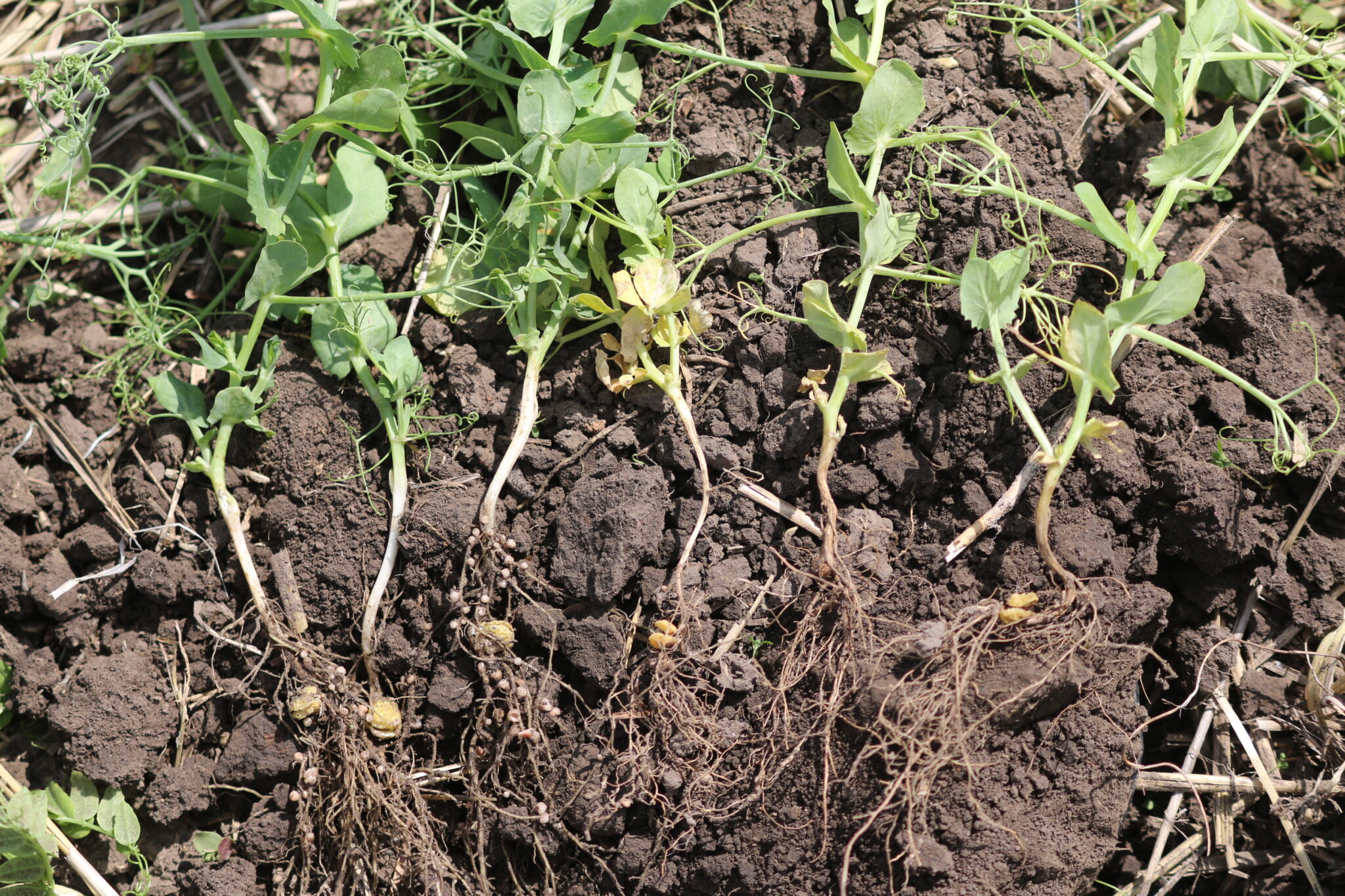 Testing for Aphanomyces and Other Root Rot Pathogens | Saskatchewan ...