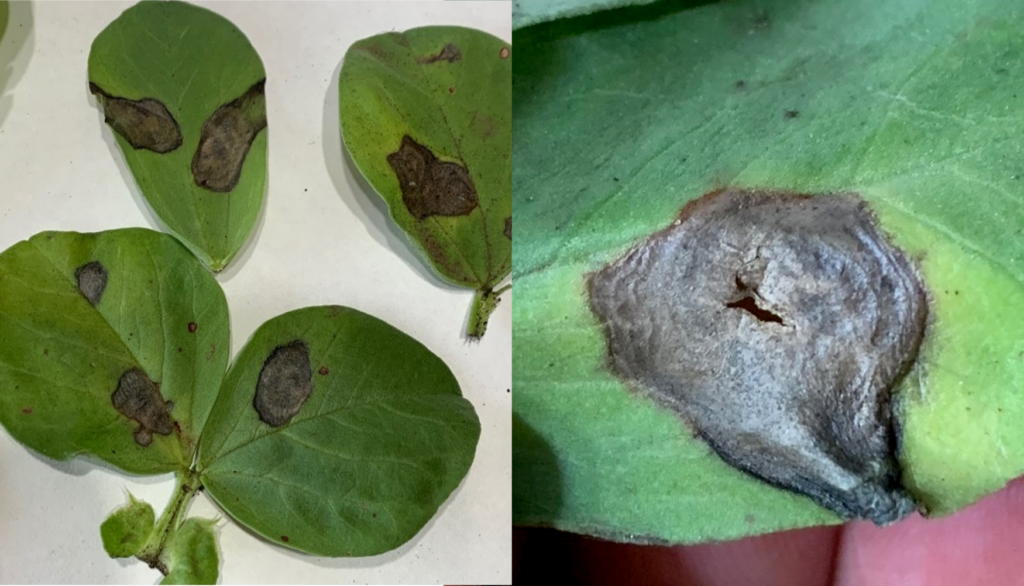 2020 Pulse Pest Survey Results | Saskatchewan Pulse Growers