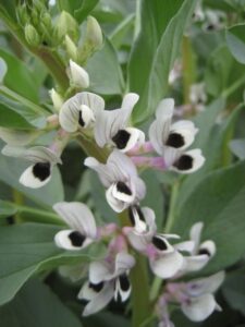 Identifying & Managing Disease in Faba Bean Crops | Saskatchewan Pulse ...