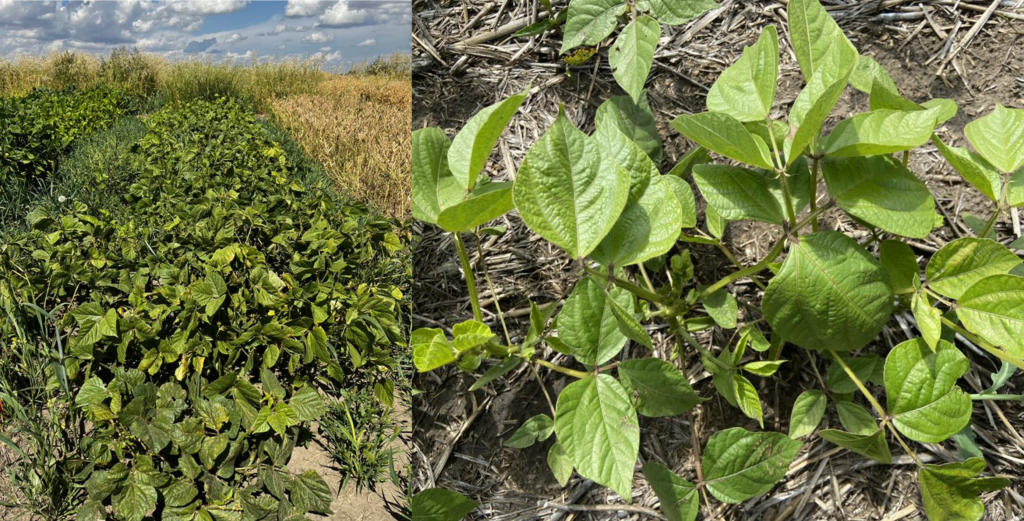 Showcasing the Production of New & Novel Pulse Crops in Saskatchewan ...