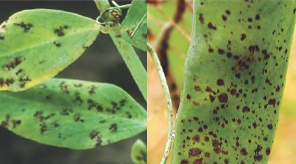 Fungicide Decision Support Checklist for Peas | Saskatchewan Pulse Growers