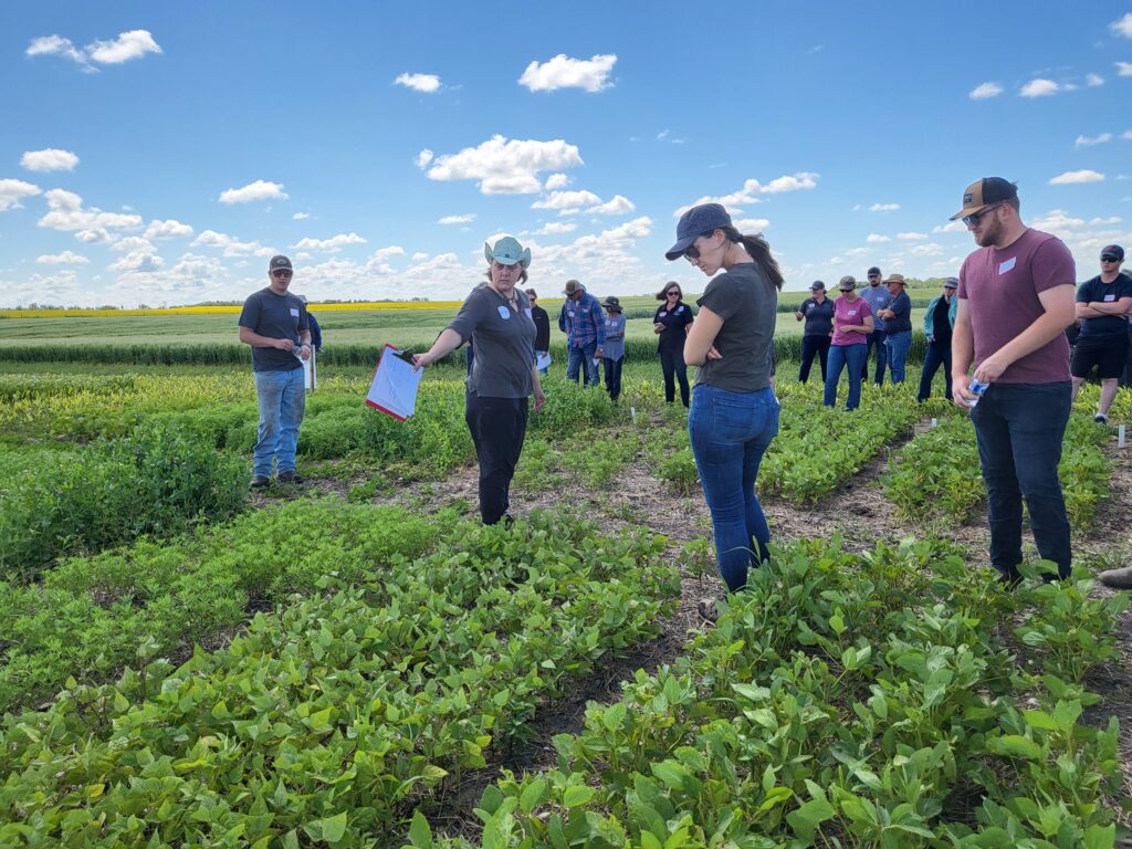 Update on Minor Pulse Crops in Saskatchewan | Saskatchewan Pulse Growers