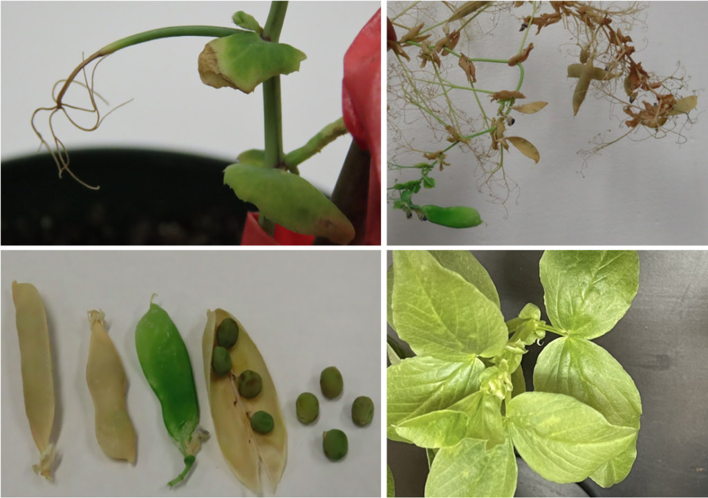 Viruses in Saskatchewan Pulse Crops | Saskatchewan Pulse Growers