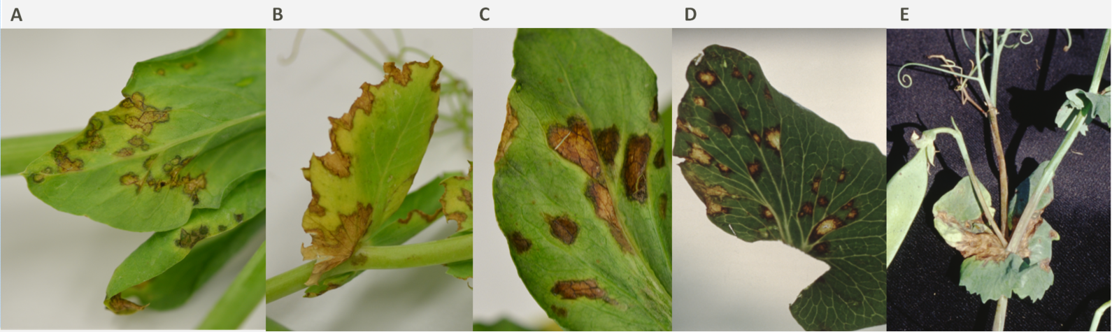 Bacterial Blight in Peas | Saskatchewan Pulse Growers