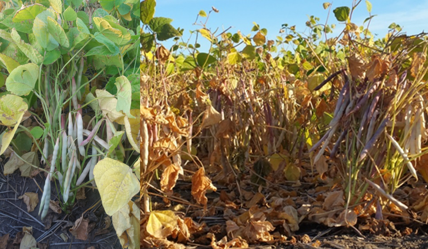 Dry Bean Harvest Management | Saskatchewan Pulse Growers