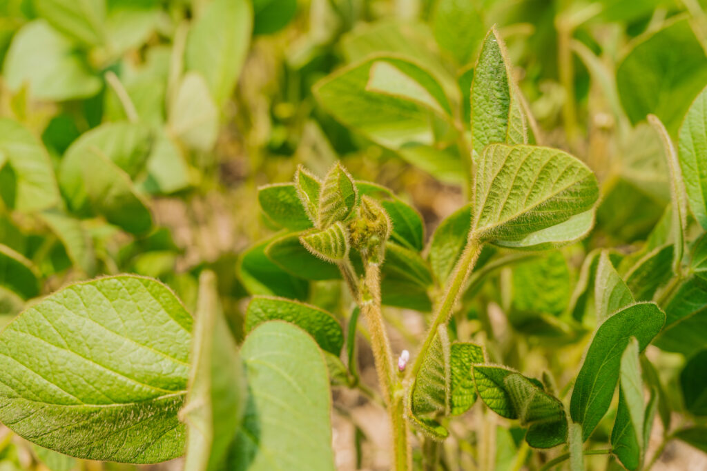 Inoculant Options for Pulse Crops | Saskatchewan Pulse Growers
