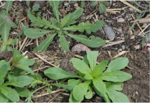 Post-Harvest Weed Control | Saskatchewan Pulse Growers