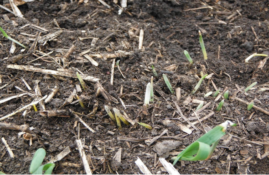 Soil Residual Herbicides in Pulse Crops | Saskatchewan Pulse Growers