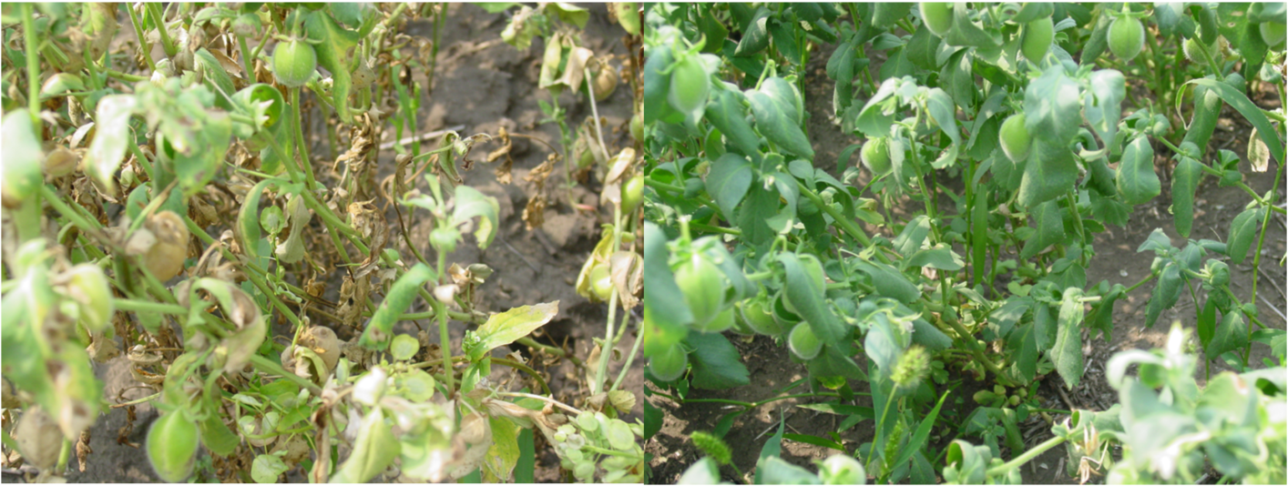 Ascochyta Blight in Chickpeas | Saskatchewan Pulse Growers