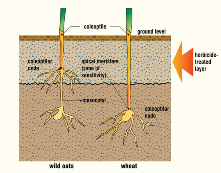 Soil Residual Herbicides in Pulse Crops | Saskatchewan Pulse Growers